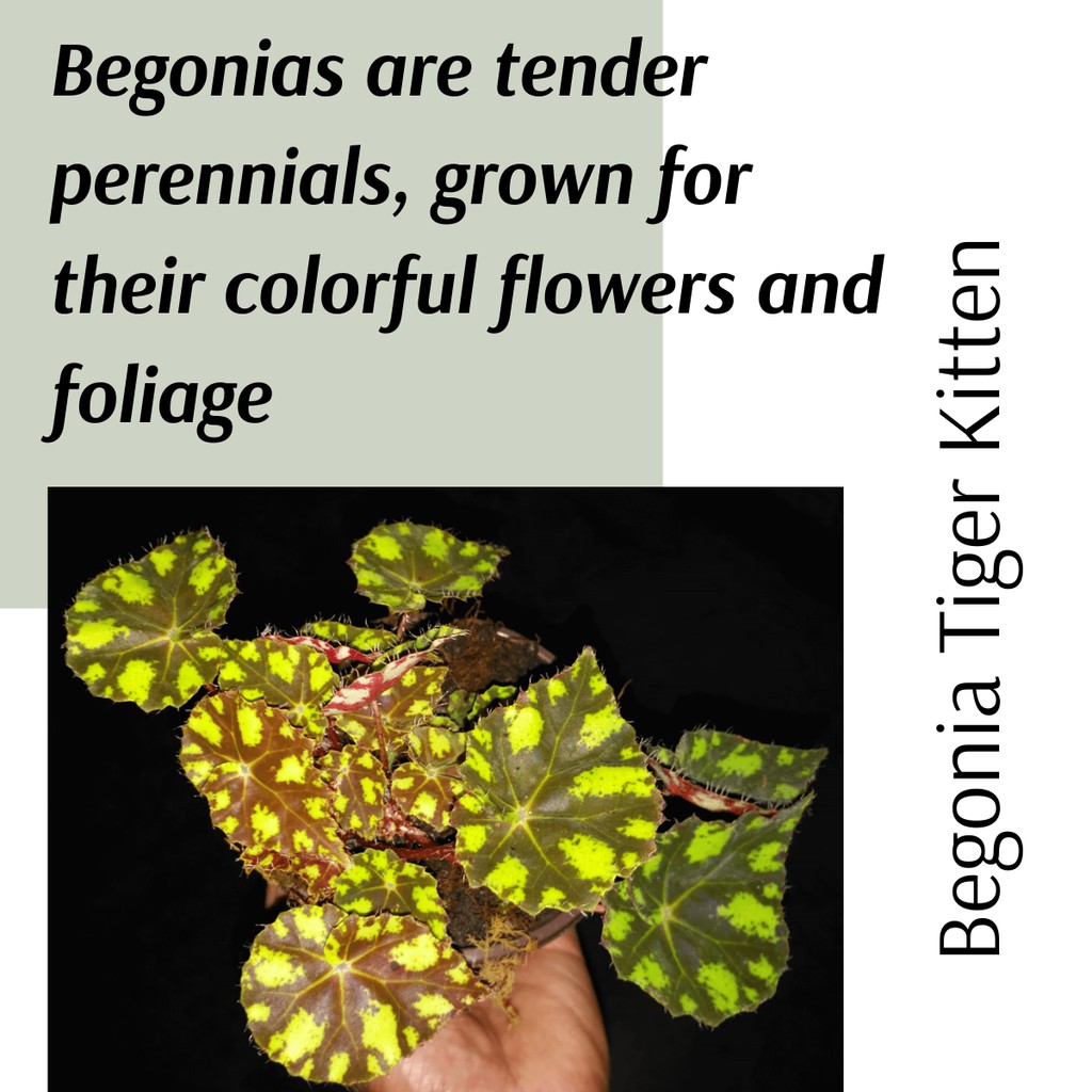 (Real Plant) Begonia Tiger Kitten live indoor houseplant kebun bunga ...