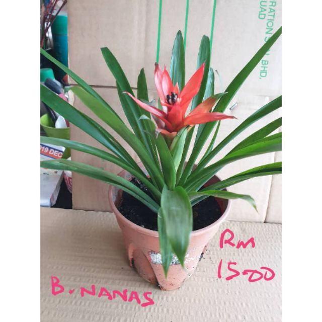 REAL LIFE PLANT / POKOK BUNGA NANAS / Bromeliaceae / Bunga Bromeliad ...