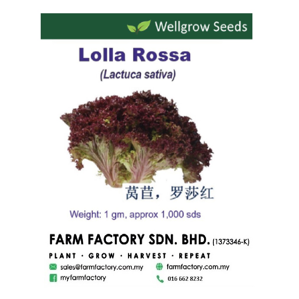 Wellgrow WHT Lettuce Lolla Rossa Seeds | Lactuca Sativa | Selada | 莴苣 ...
