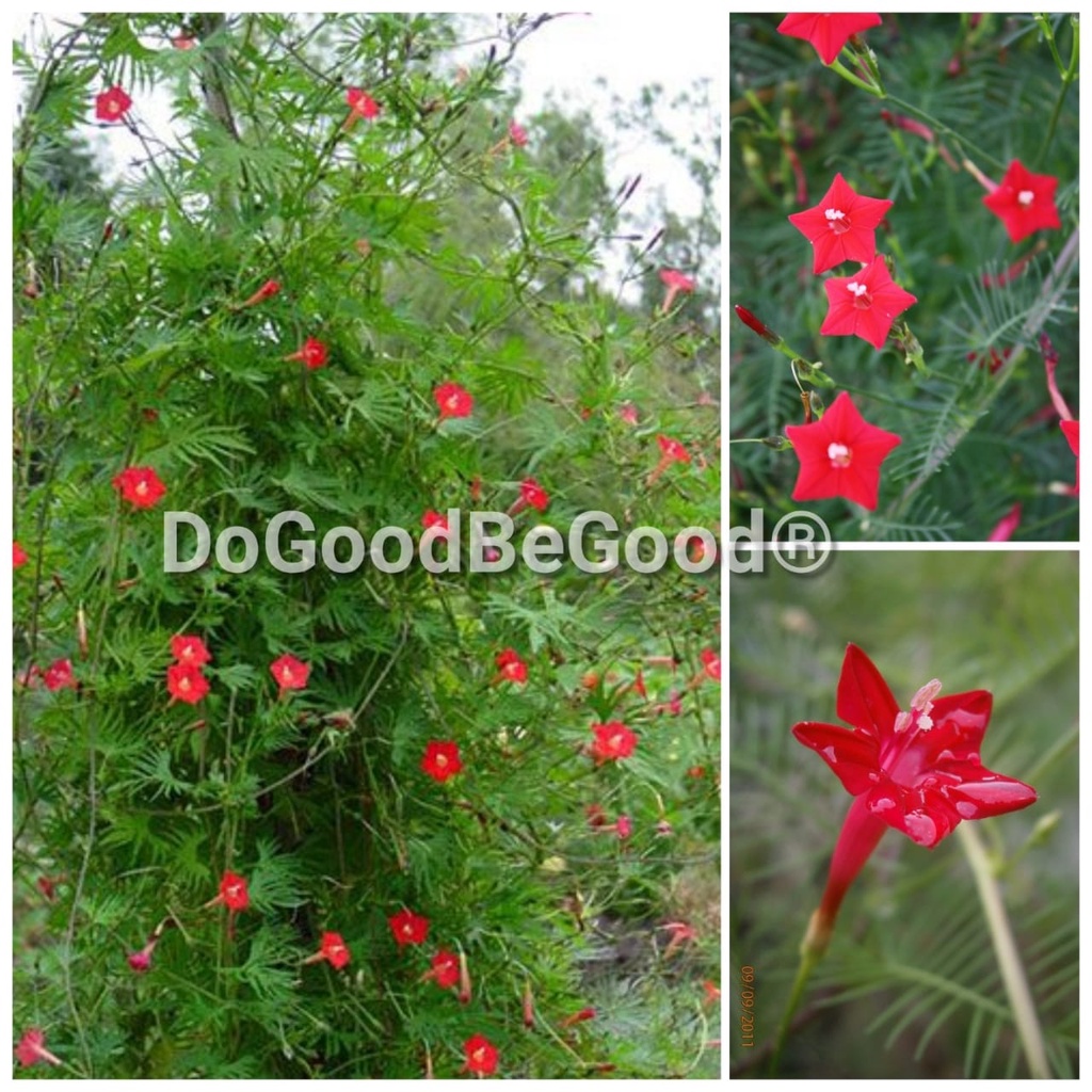 20 pcs Ipomoea quamoclit Flower's Seeds / Biji Benih Pokok Bunga Daun ...