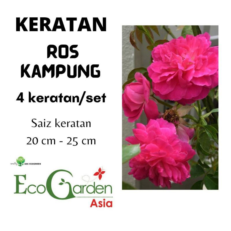 Keratan Pokok Ros Kampung RM10 ( 4 keratan) Saiz Keratan : 20cm - 25cm panjang | Shopee Malaysia