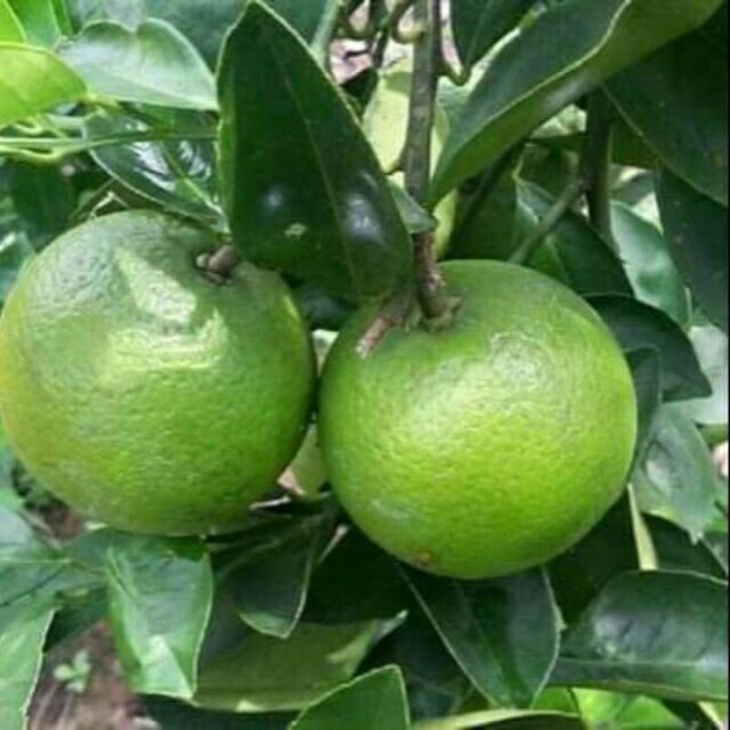 pokok buah pamelo sunkis | Shopee Malaysia