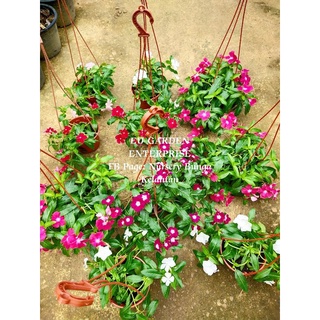 Pokok Bunga Vinca Gantung / Madagascar Periwinkle ( Jenis Berjuntai ...