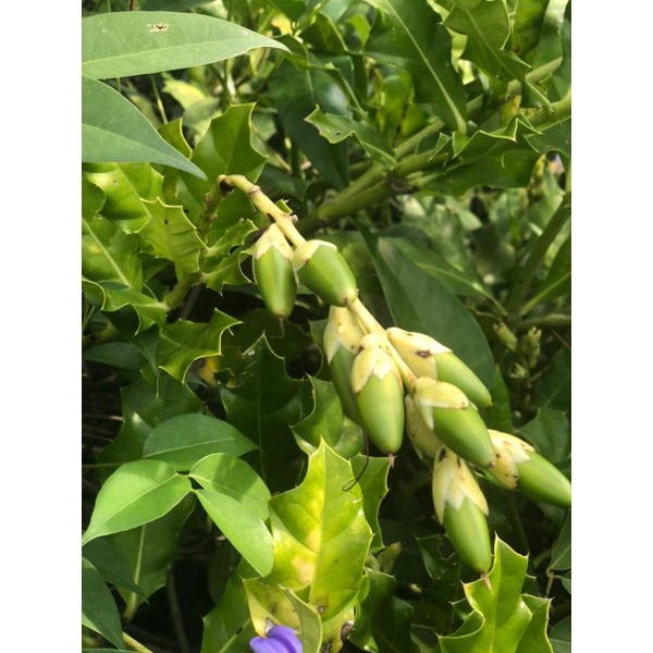 buah jeruju/jemuju herba tradisional (10 biji) | Shopee Malaysia