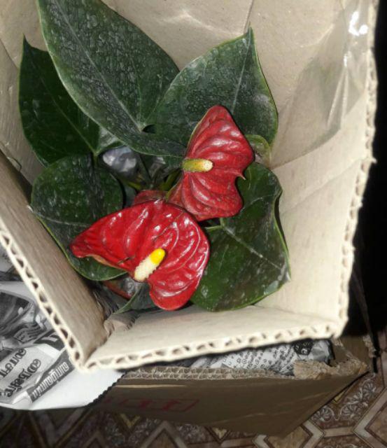 Anak Pokok Bunga Anthurium Merah Dah Berbunga Red Anthurium Live Pot ...