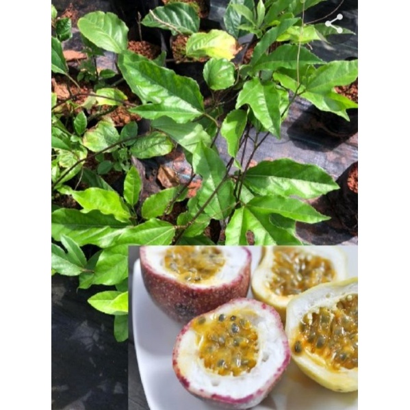 Anak pokok markisa purple/kuning /Sweet Thai purple | Shopee Malaysia