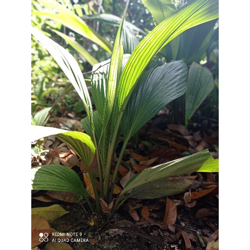 Pokok Buah Lemba/Pokok Lemba Lembar Saiz Besar/Curculigo Latifolia ...