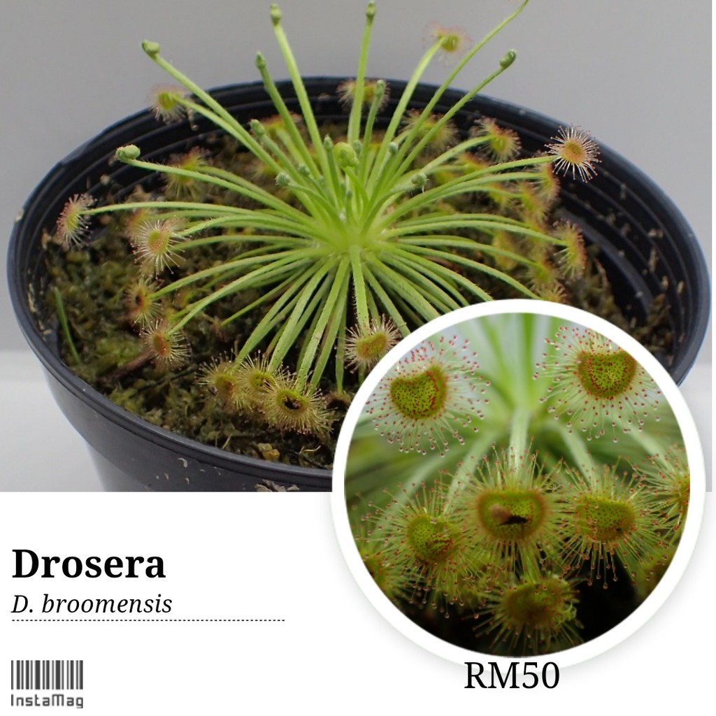 [Bunface Potato Carnivorous Plants] Drosera Broomensis- Sundews ...