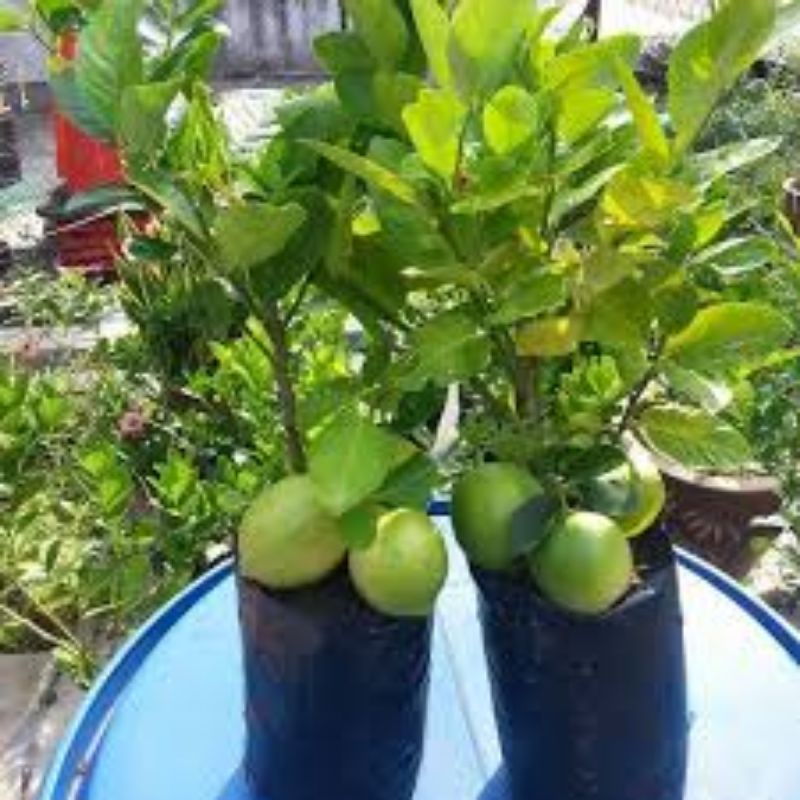 Pokok Limau Nipis Hybrid | Shopee Malaysia