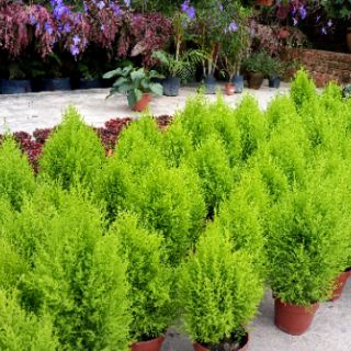 Anak Pokok Ru Cantik Anak Pokok Rhu Matang Live Pot Plant Pokok Bunga ...