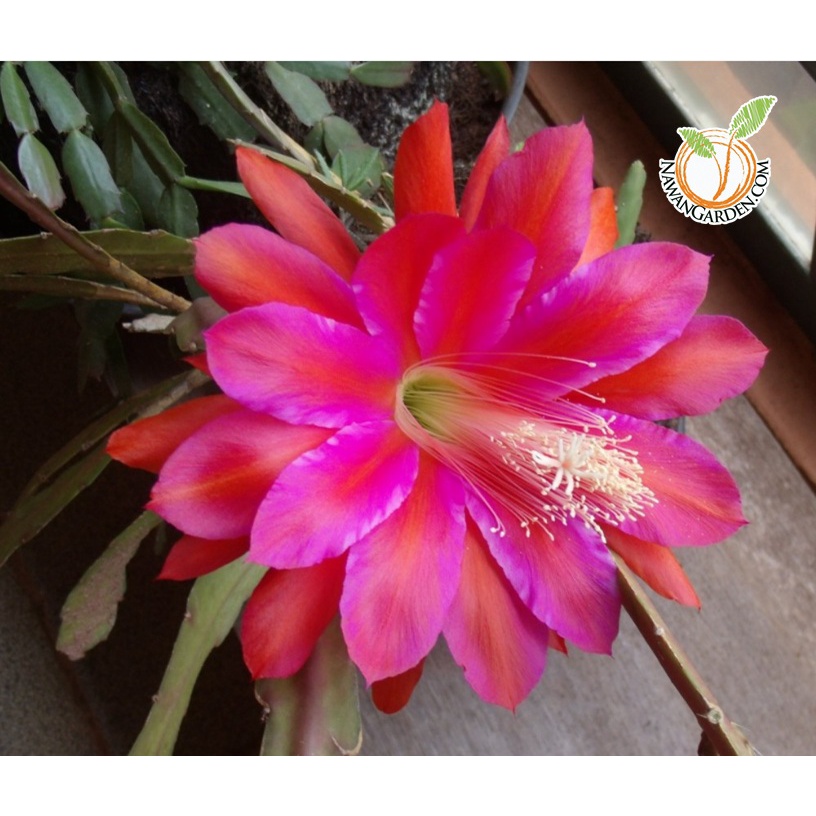 New Live Plant Pokok Bunga BAKA WALI Night of Queen Epiphyllum and Bat ...