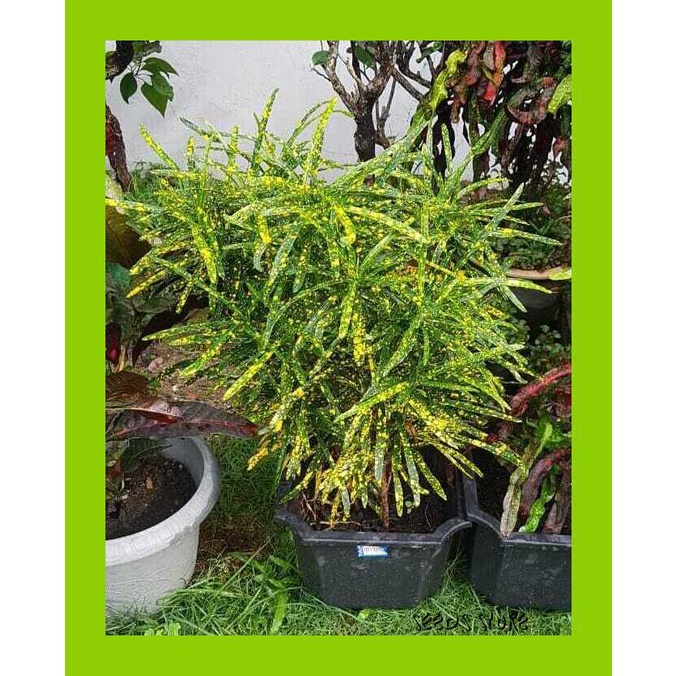 POKOK DAUN PUDING KUNING | Shopee Malaysia