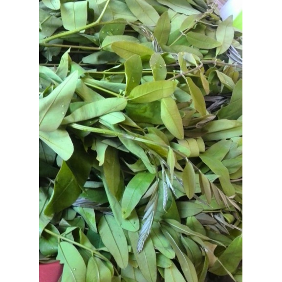 Pucuk Johar / Pucuk Juaq/ Joha ulam rare 1 ikat segar | Shopee Malaysia