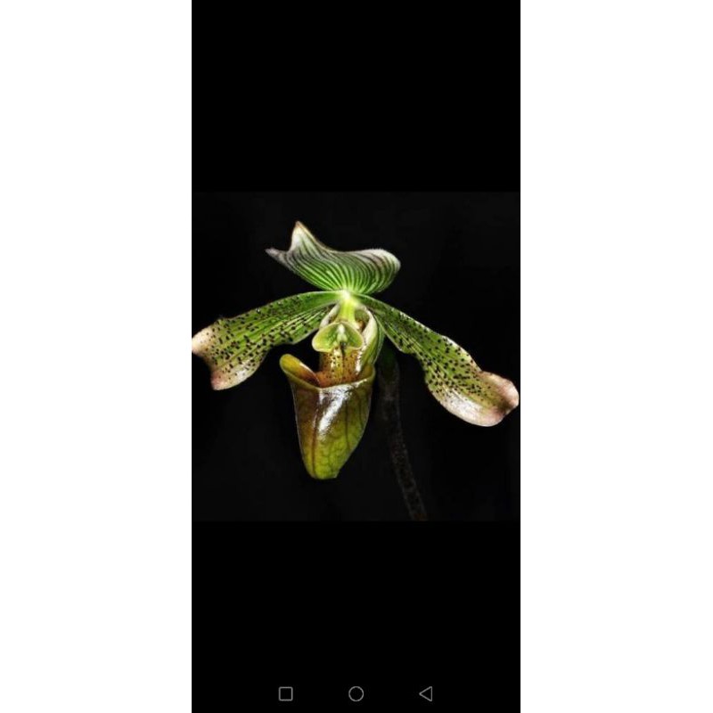 paphiopedilum javanicum | Shopee Malaysia