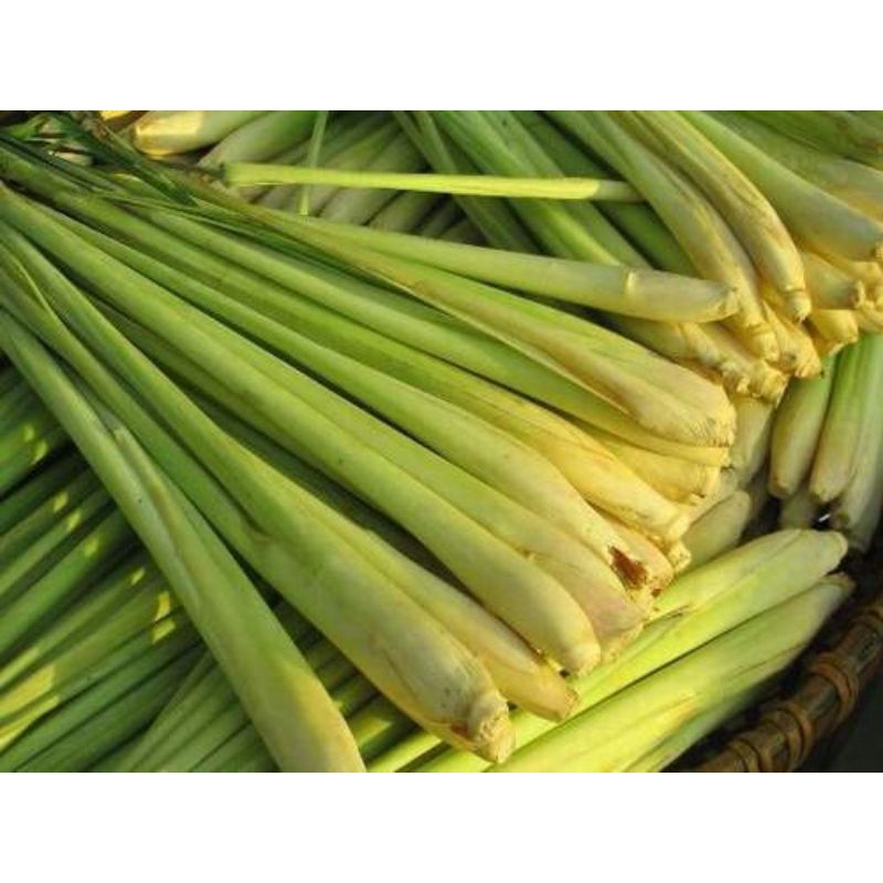 Serai Segar dari Ladang (Satu Ikat) | Shopee Malaysia