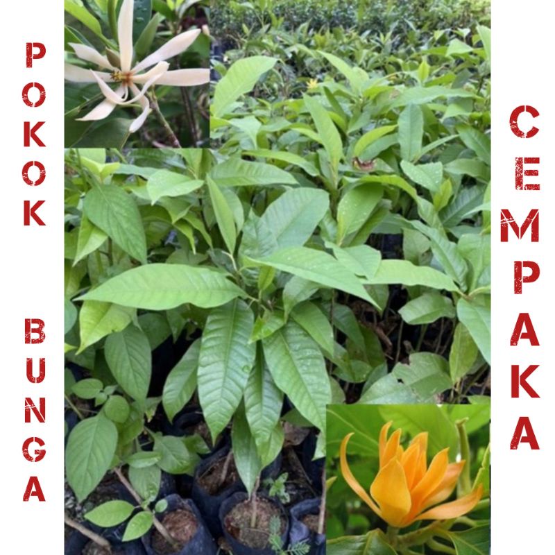 Pokok Bunga Cempaka ( hybrid ) wangi warna kuning/putih | Shopee Malaysia