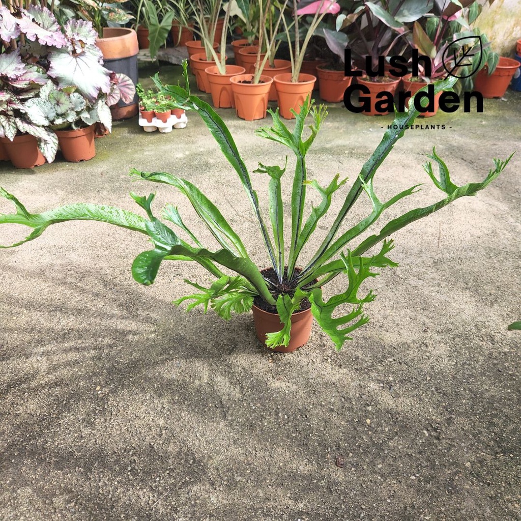 Asplenium Rare Fern / Birds Nest Fern 80mm Pot Indoor Plant Pokok ...