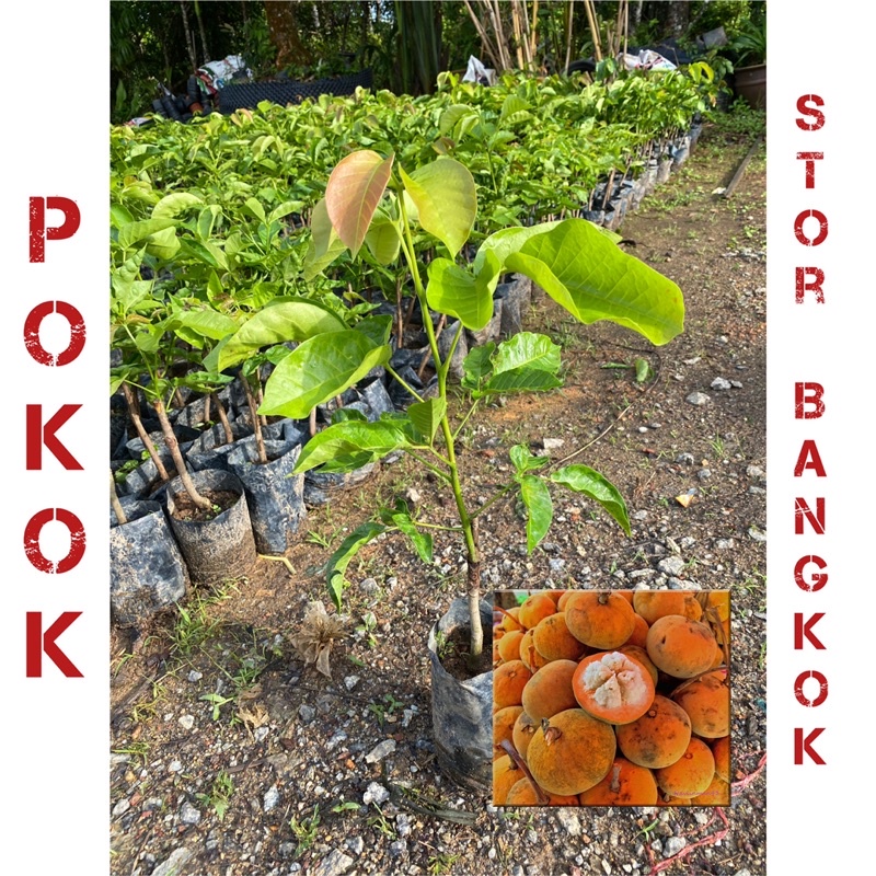 Pokok buah stor , sentul bangkok ( hybrid ) pokok buah stor bangkok ...