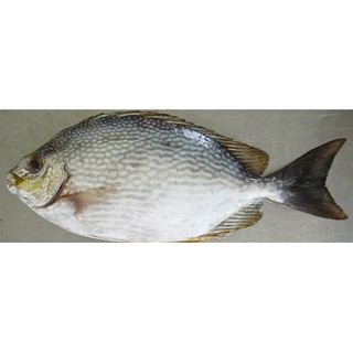 Ikan Dengkis / Belais (Rabbitfish) | Shopee Malaysia