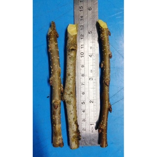 1 KERATAN BATANG POKOK BUNGA KERTAS/BUNGA JENJARUM RUBIA/BUNGA RAYA ...