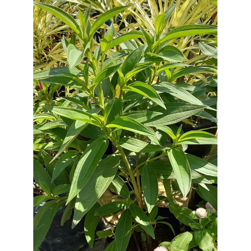 Senduduk Putih (18inci tinggi) | Shopee Malaysia