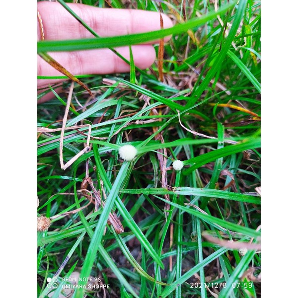 Rumput Helikopter Rumput Pendul Rumput Ajaib Pengubat Parvo Bagi Kucing ...