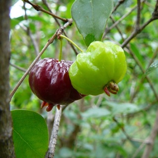 Anak Pokok Cermai Mekah Surinam Ceri Cherry Cermai Belanda Cermai Merah ...