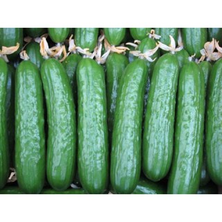 5 seeds TIMUN BELANDA ,DUTCH CUCUMBER | Shopee Malaysia