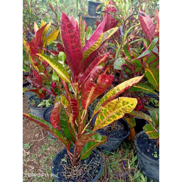 pokok puding merah/keratan pokok puding | Shopee Malaysia