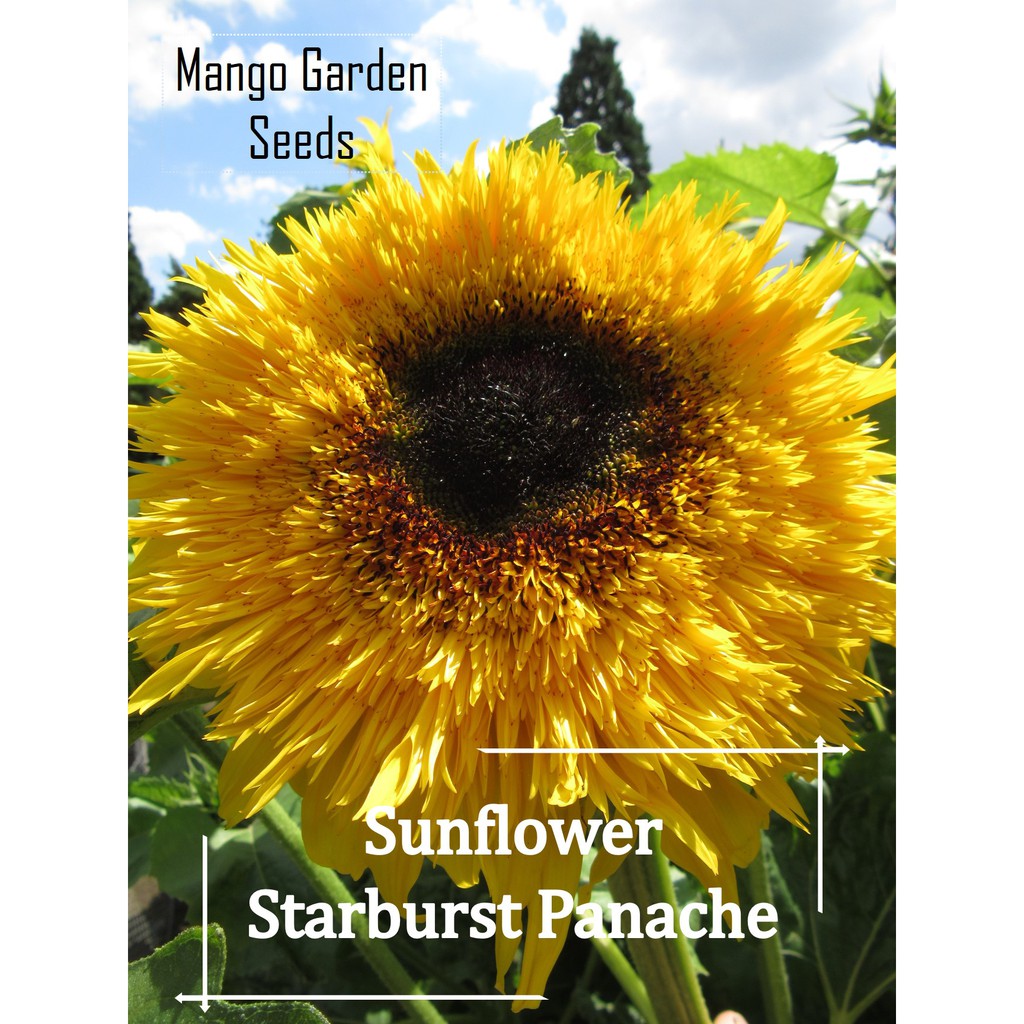 Starburst Panache Sunflower Seed - 30 Seed *Pot Friendly* Tanam Pasu ...