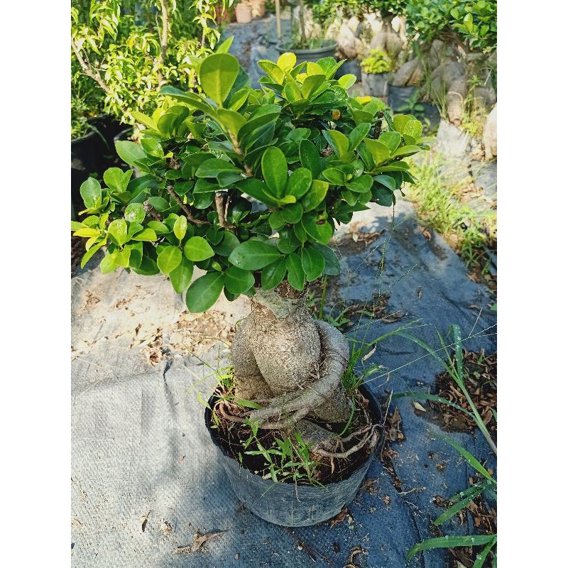 pokok Bonzai ficus... | Shopee Malaysia