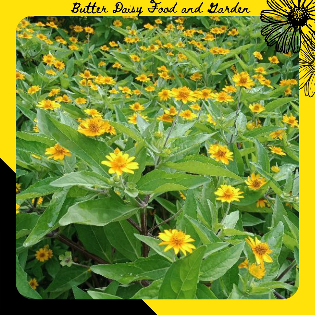 60b-2 gm Biji Benih bunga matahari kecil | Butter Daisy Seeds | Tanaman ...