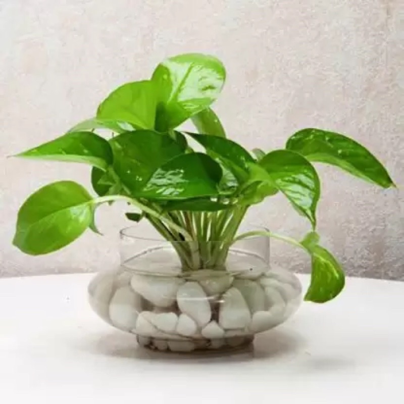 Pokok duit-duit / Money Plant | Shopee Malaysia