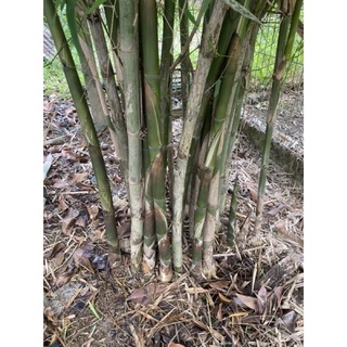 Pokok buluh madu Thai/ Pokok rebung buluh madu manis MURAHH!! | Shopee ...