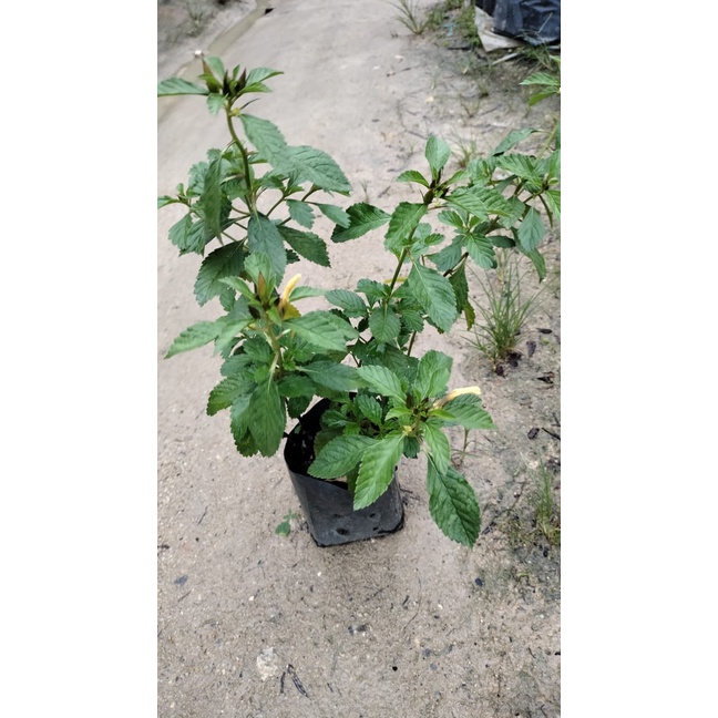 Anak pokok Turnera subulata / bunga lidah kucing/ pokok landscape by ...