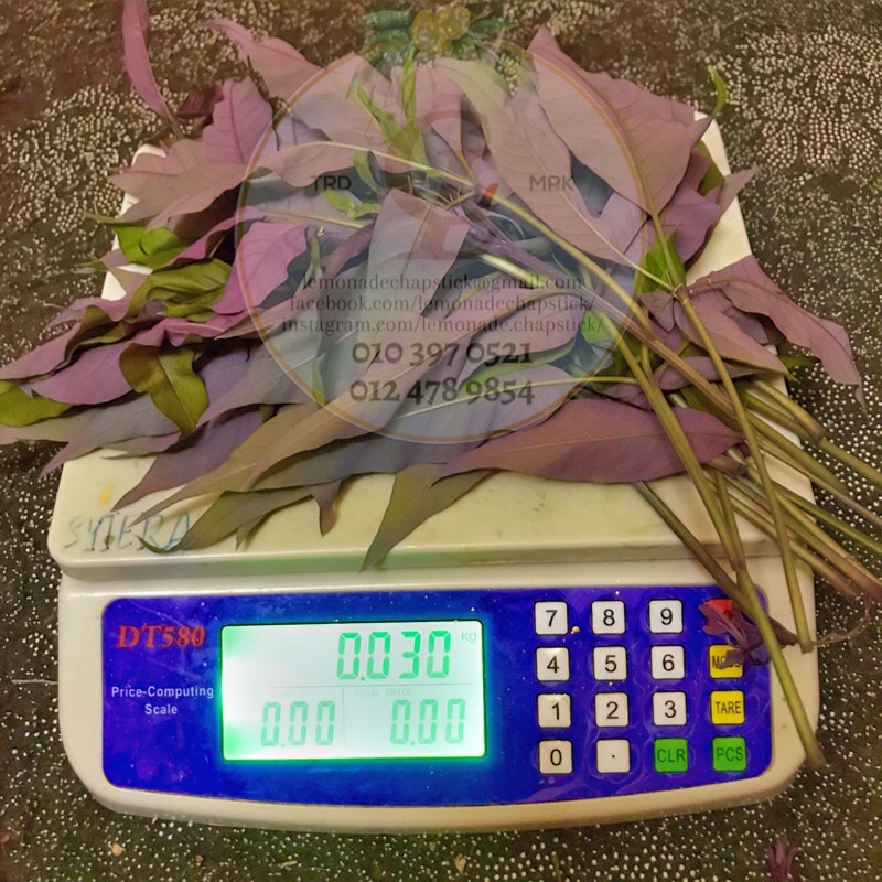 Daun lemuni (lemuni hitam) / Vitex trifolia - Readystock | Shopee Malaysia