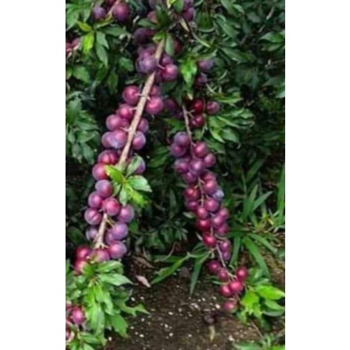 Pokok Cherry Plum / Cherry Plum | Shopee Malaysia