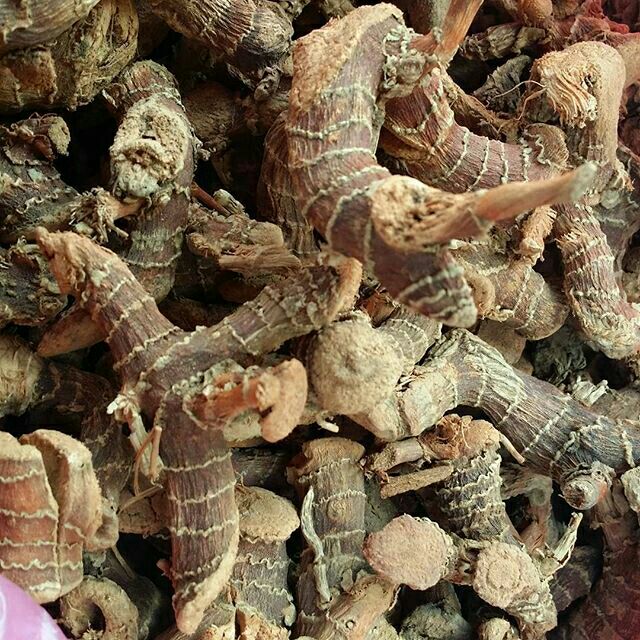 JERANGAU MERAH 100% ASLI | Shopee Malaysia