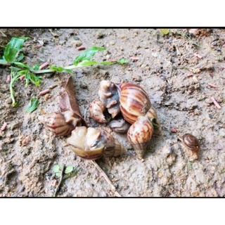 RACUN SIPUT / LINTAH BULAN ( HIGH QUALITY) | Shopee Malaysia