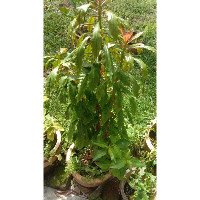 Keratan pokok duri tujuh (1 keratan) | Shopee Malaysia