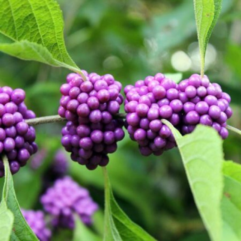 Pokok beauty berry kelulut pokok hidup | Shopee Malaysia