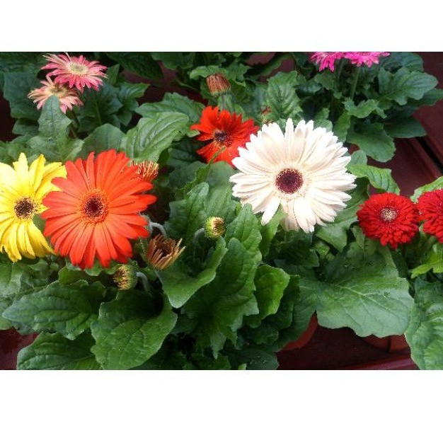 Anak Pokok Bunga Daisy Cantik Daisy Flower Live Plants Gerbera Flower ...