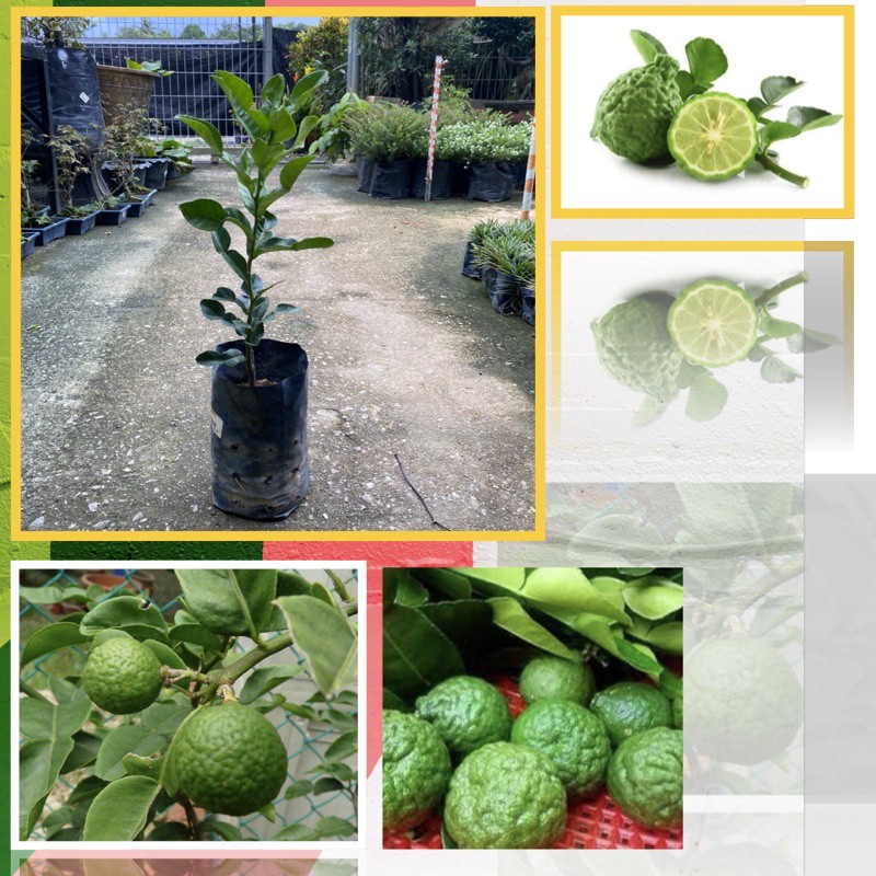 LIME FRUIT TREE POKOK BUAH- LIMAU LIPIS 20cm | Shopee Malaysia