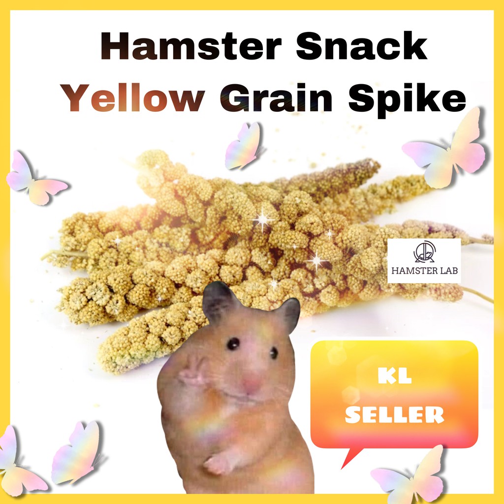 Hamster Snack Yellow Grain Spike Hamster Healthy Food Small Animal ...
