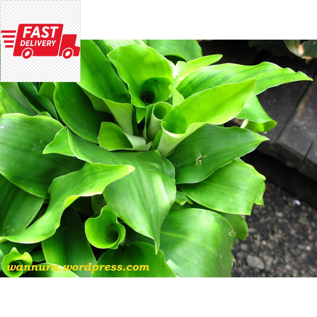 Anak Pokok Cekur Kampung | Shopee Malaysia