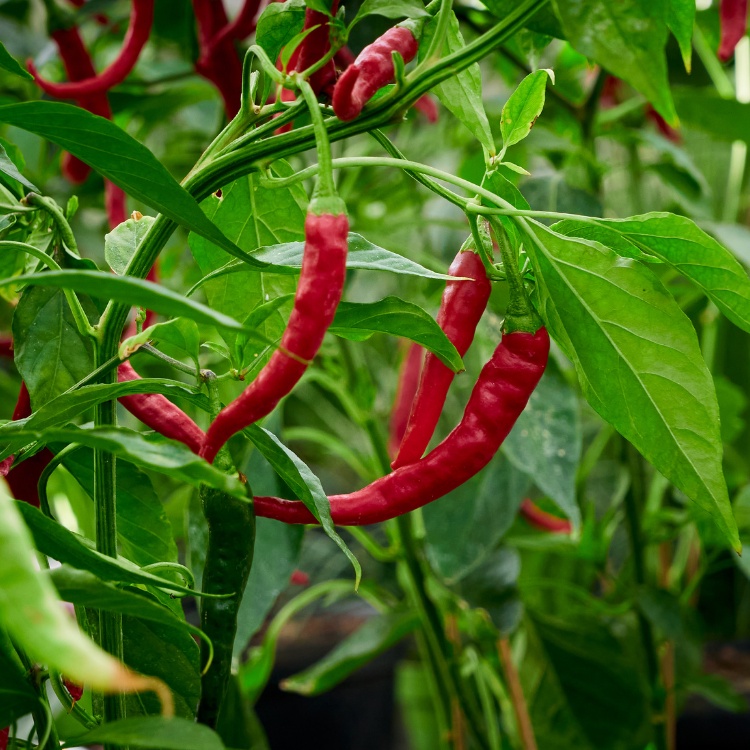 [TO KLANG VALLEY ONLY] Cili Besar / Chilli (Capsicum annuum) - Pokok ...