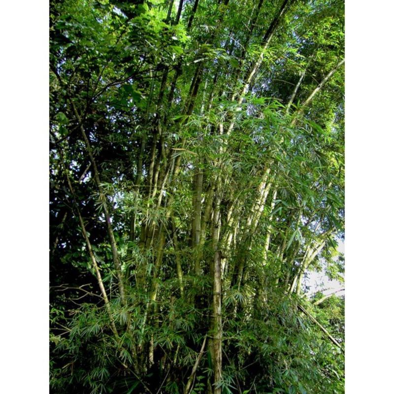 KERATAN BULUH PANCANG/BULUH PENYOKONG POKOK | Shopee Malaysia
