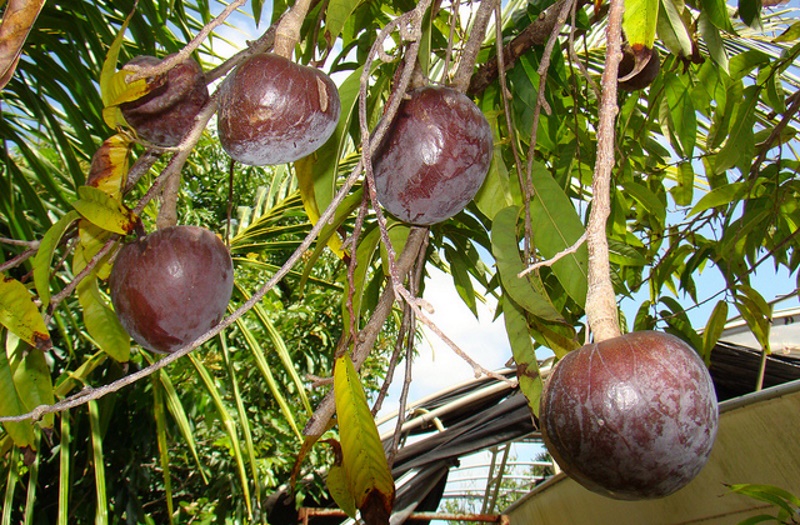 Anak Pokok Nona Bullock Heart Masak Merah Isi Merah | Shopee Malaysia
