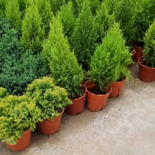 Pokok krismas real plant | Shopee Malaysia