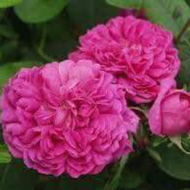 Pokok bunga rose ( maggie ) | Shopee Malaysia